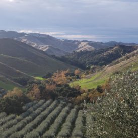 Buon Gusto Farms